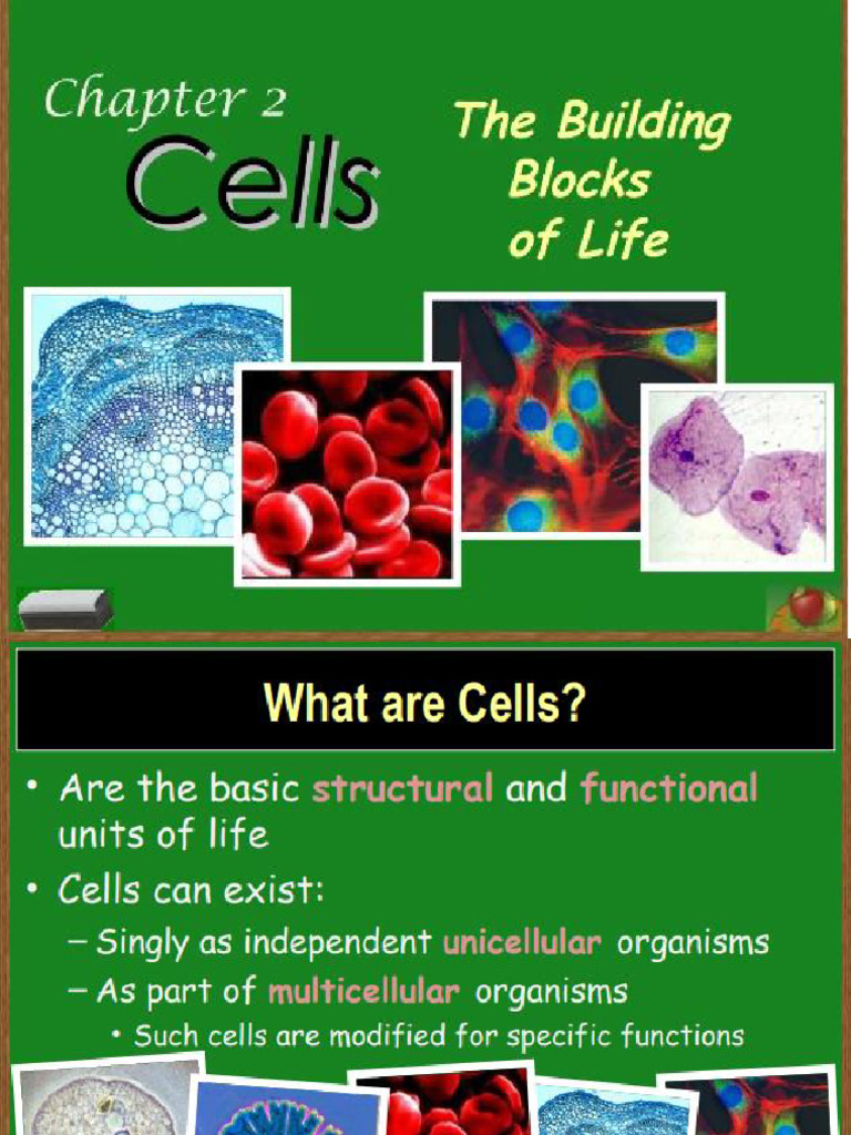 Unit 2 - Cell Structure, Organelles and Function | PDF | Cell (Biology ...