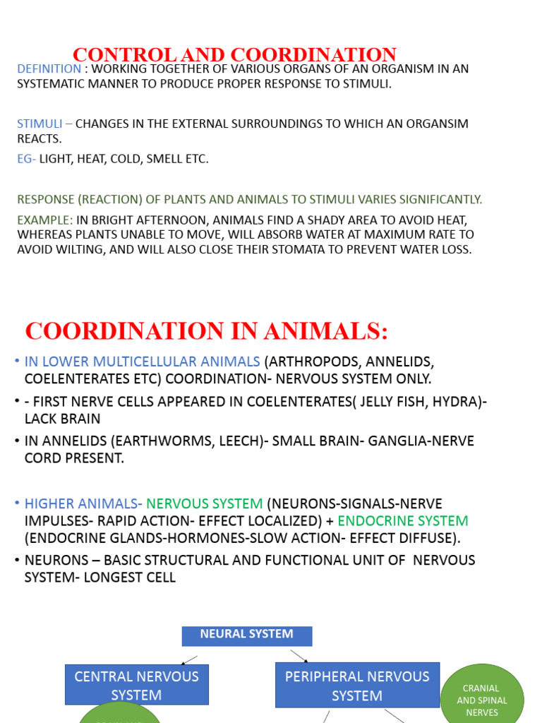 CONTROL AND COORDINATION TILL Endocrine Glands - 2023 Updated | PDF ...