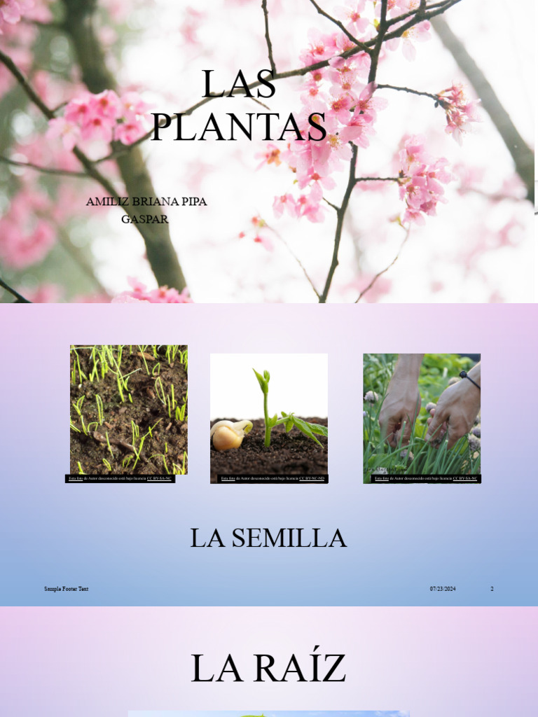 Las Plantas | PDF