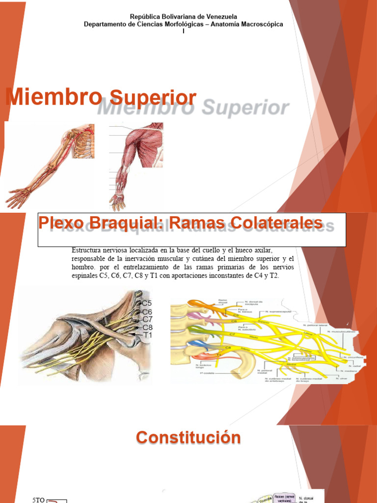 Miembro Superior | PDF | Extremidades (anatomía) | Sistema ...