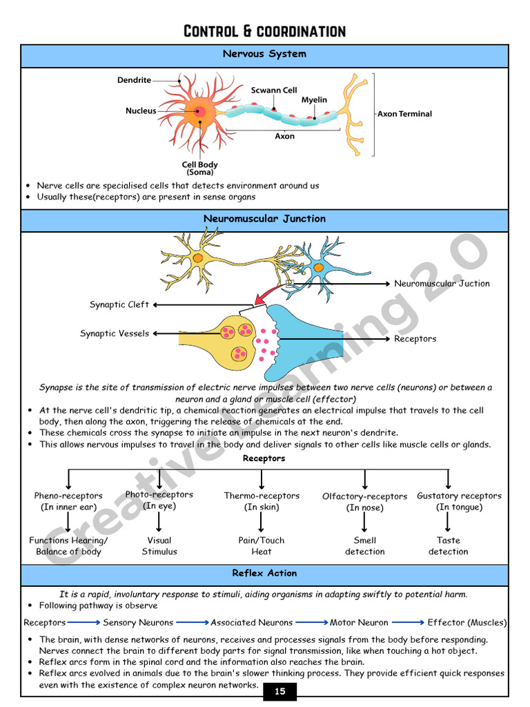 Coordination | PDF | Neuron | Nerve