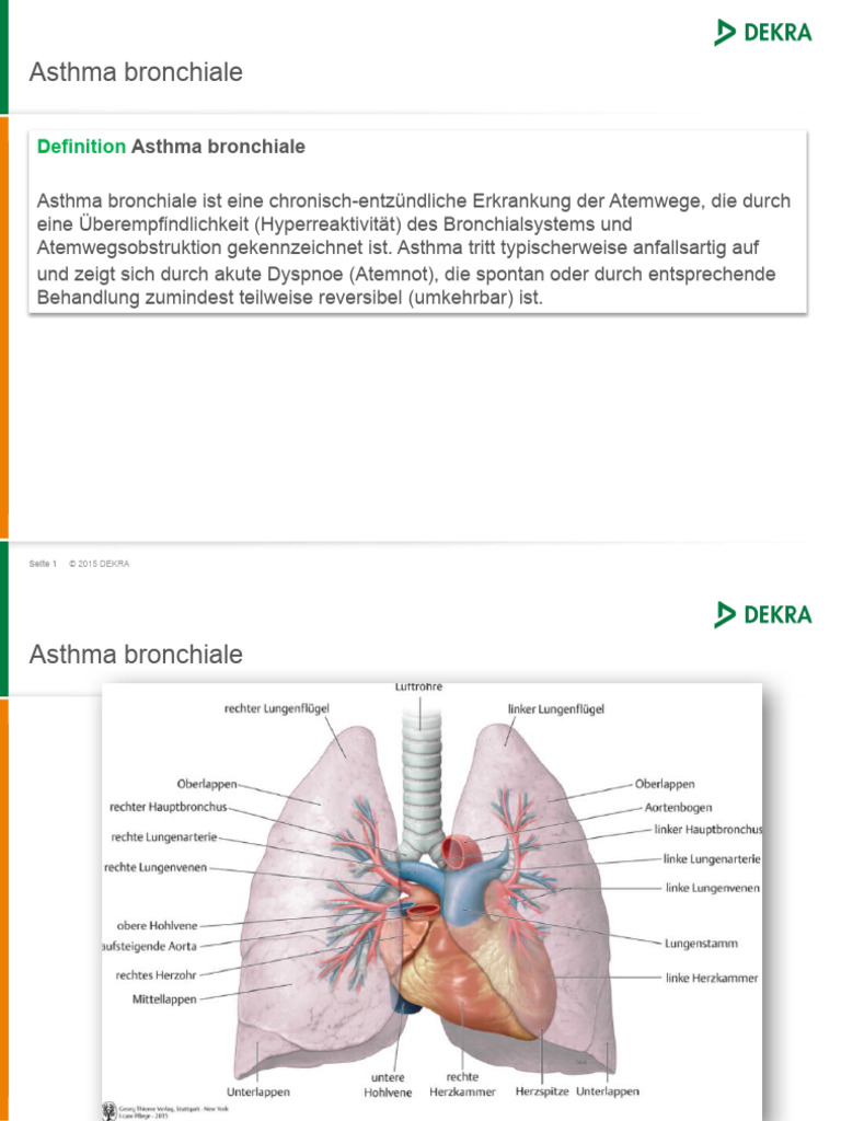 Asthma Bronchiale Anatomie Physiologie | PDF