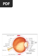 Photopic, Mesopic, and Scotopic Vision | PDF | Contrast (Vision ...