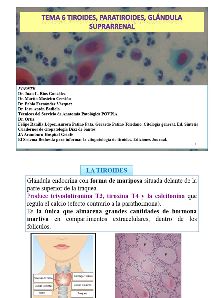 Citopatología Tiroides Paratiroides GL Suprarrenal | PDF | Glándula suprarrenal | Tiroides
