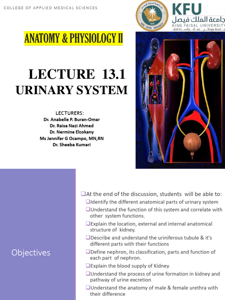 Ap2 Week 13 Final Urinary & Water Electrolytes | PDF | Kidney | Urinary ...
