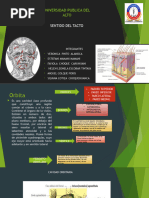 Anatomía de la región superciliar | PDF | Anatomía humana | Cabeza y ...