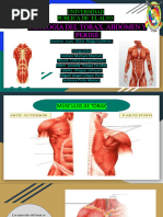 Anatomía de los Músculos Paravertebrales | PDF | Tejido suave ...