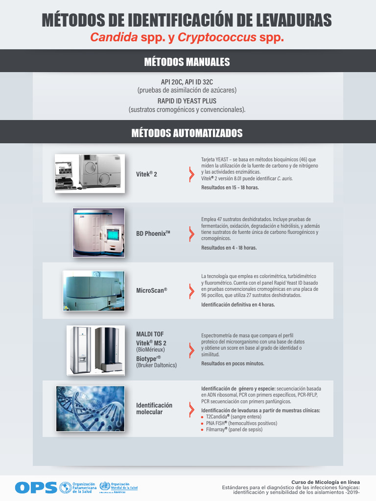 Identificación Candida y Cryptococcus Spp. 3 | PDF | Secuencia ADN ...