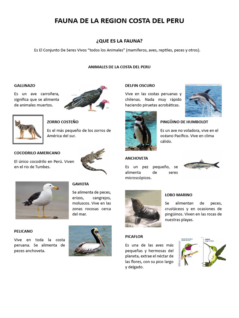 Fauna de la Costa Peruana | PDF | Aves | Zoología