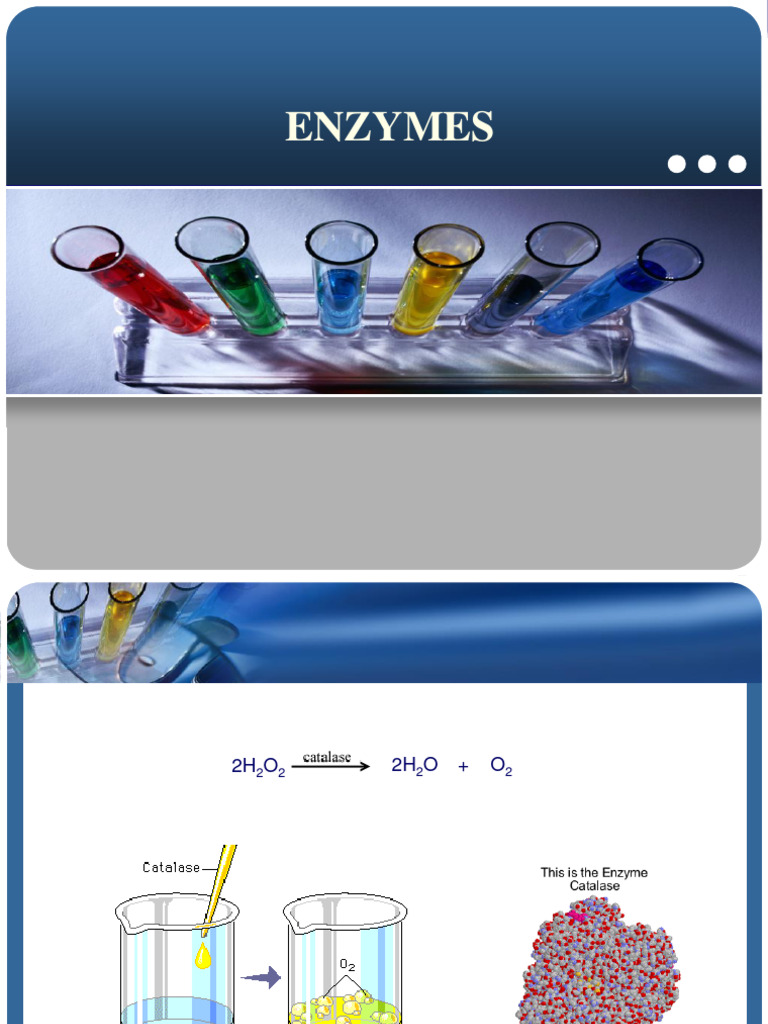 02 Enzymes 1 | PDF | Enzyme | Catalysis