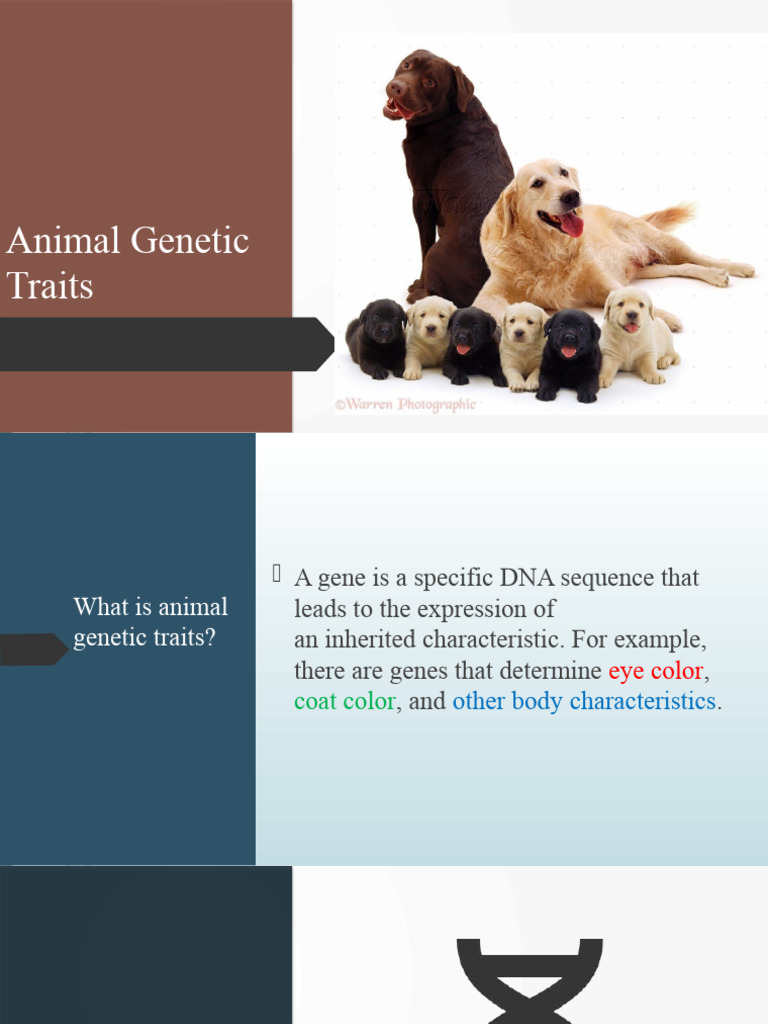 Understanding Animal Genetic Traits | PDF