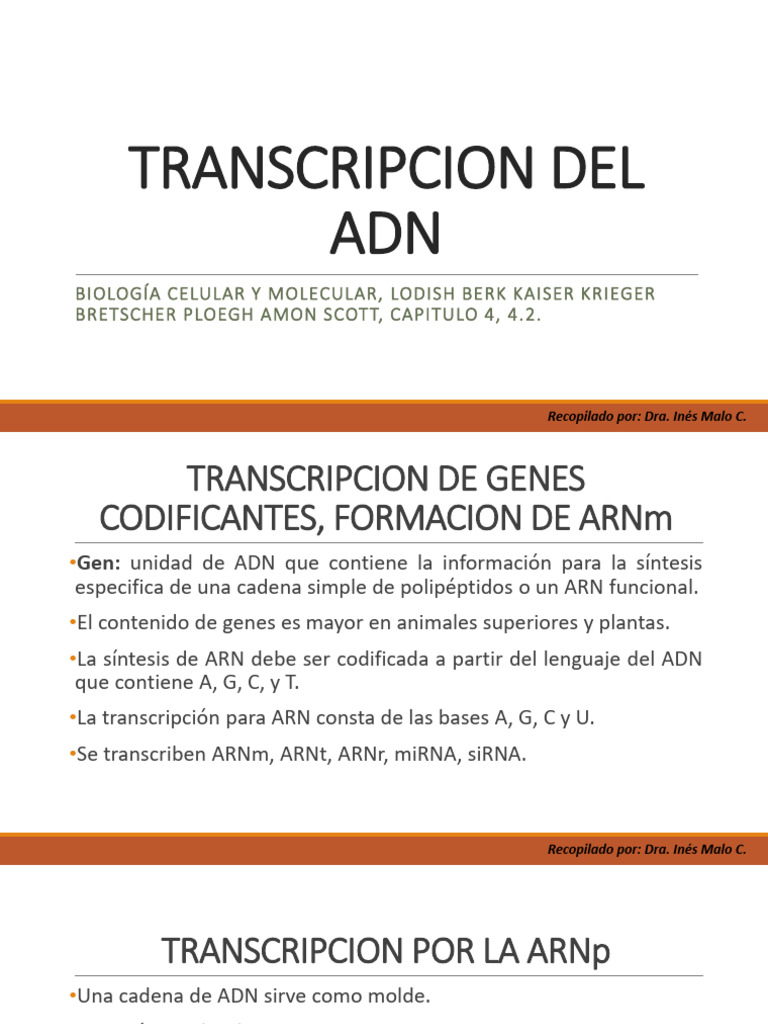 U1 Transcripcion Del Adn | PDF | Messenger Rna | Rna