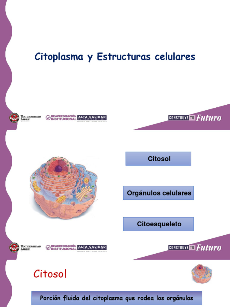 Citoplasma y Organelos Celulares | PDF | Citoplasma | Biología Celular)