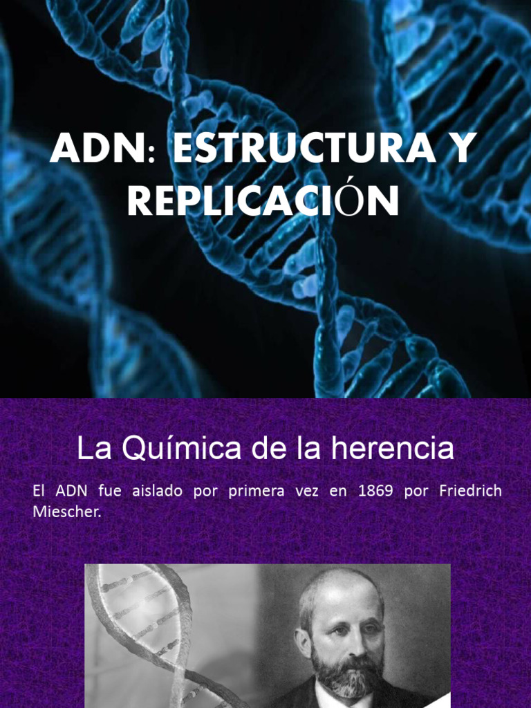 ADN Estructura y Replicación | PDF | Replicación De Adn | Adn