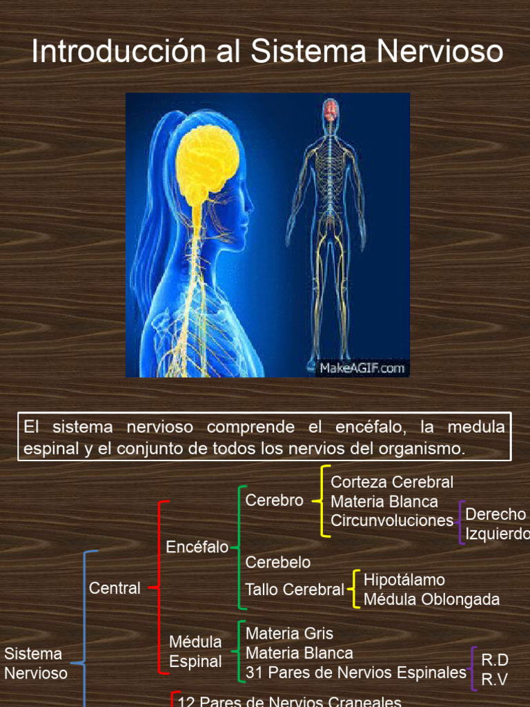 Sistema Nervioso | PDF | Cerebro | Sistema nervioso