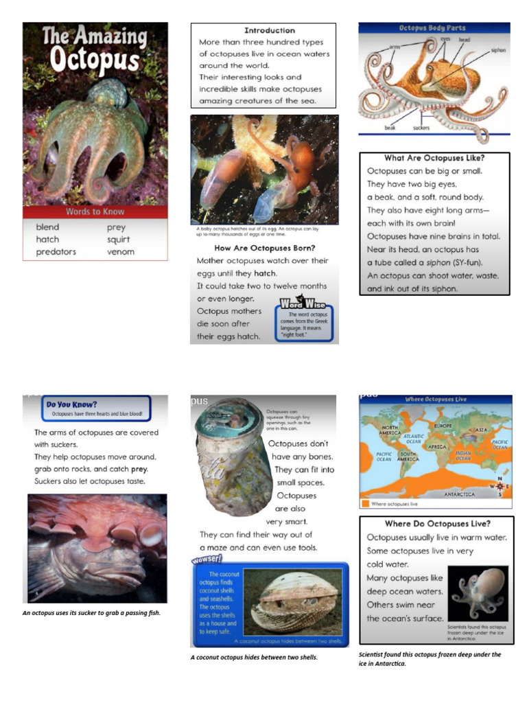 Amazing Facts About Octopuses | PDF | Social Science