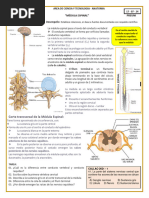 Conducto Ependimario | PDF | Sistema nervioso central | Anatomía humana