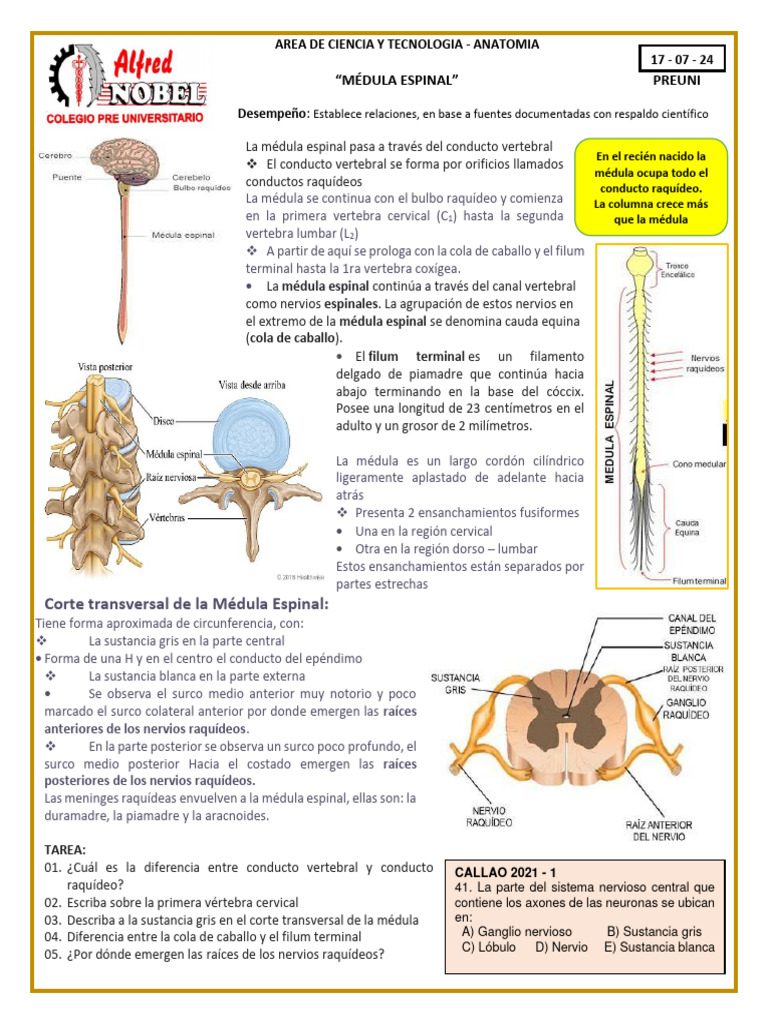 Anatomía de la Médula Espinal | PDF | Médula espinal | Anatomía