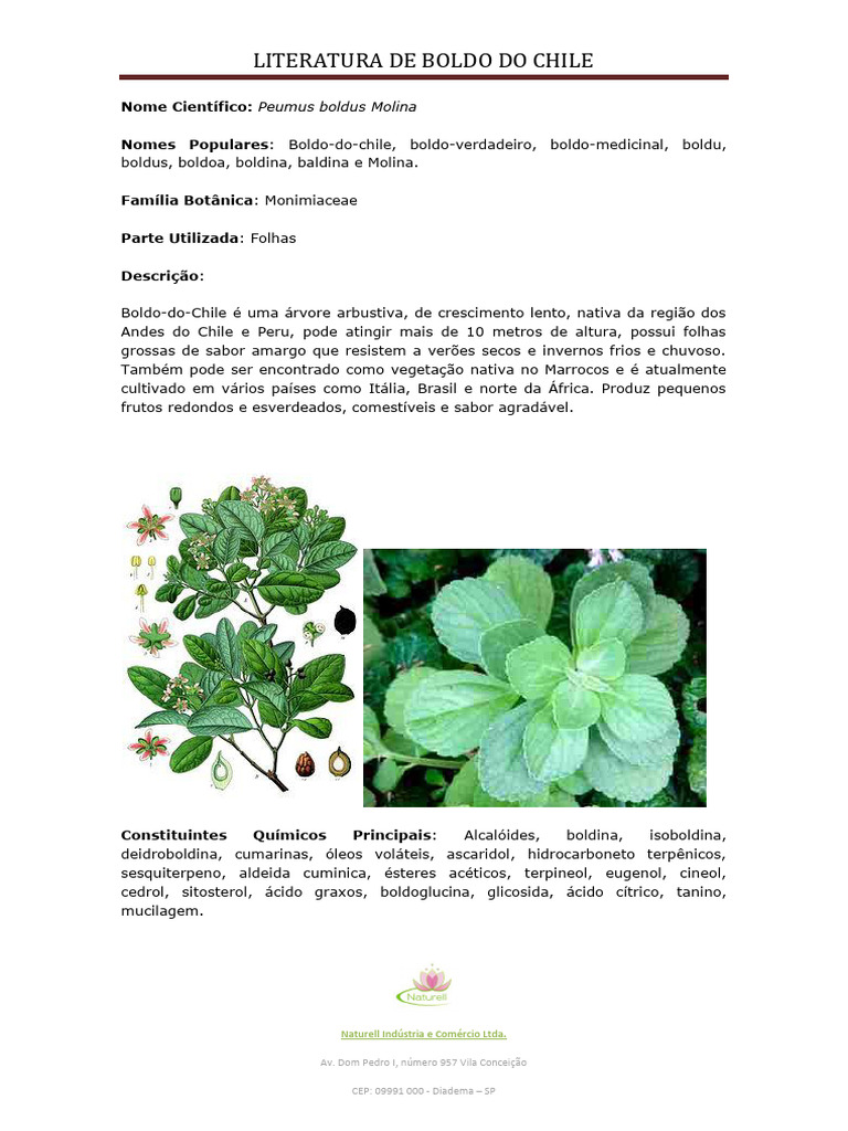 Boldo | PDF | Bile