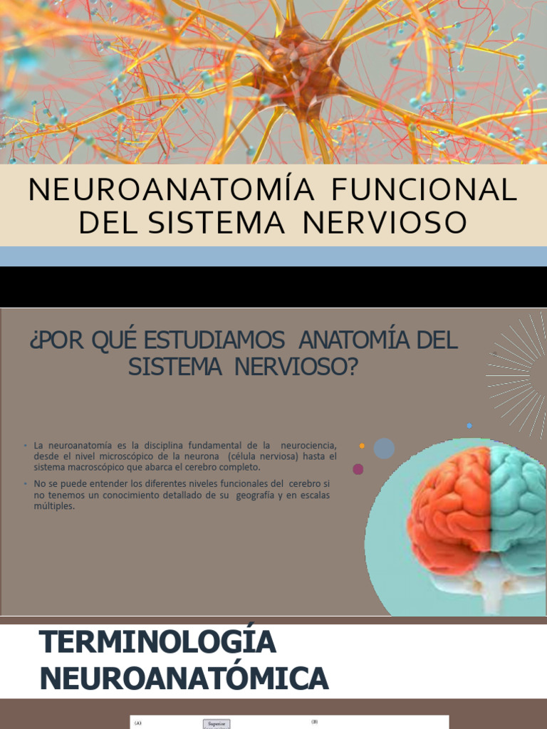 Neuroanatomía Funcional del Sistema Nervioso | PDF | Cerebro | Corteza ...