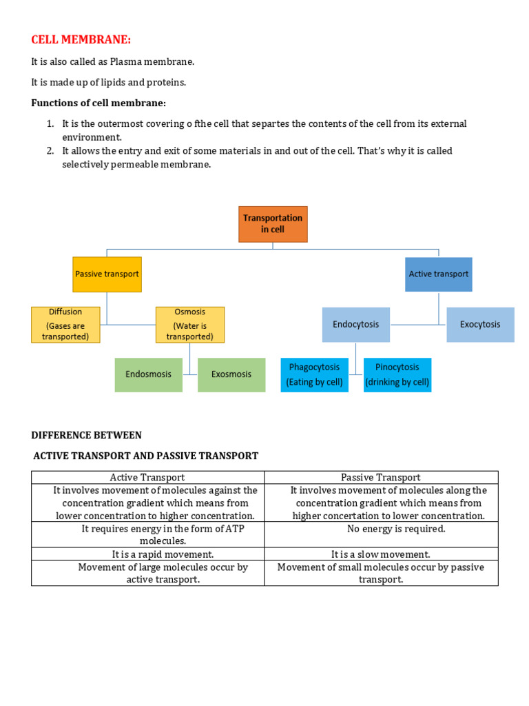 Cell Notes Class 9 | PDF | Osmosis | Cell Membrane
