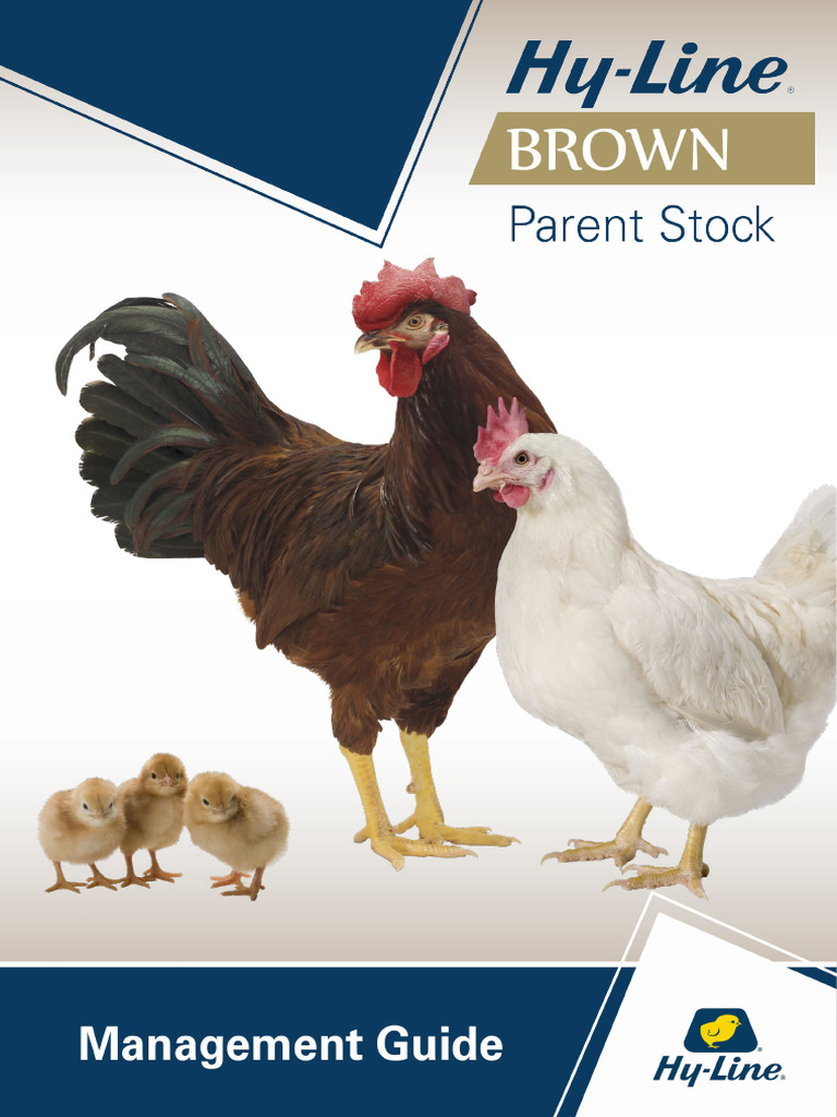 هاي لاين كتالوج تربية دواجن بياضBRowN PS ENG | PDF | Beak | Water