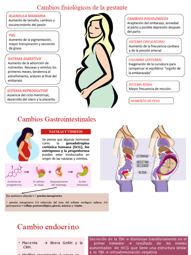 Cambios fisiológicos en el embarazo | PDF | El embarazo | Gonadotropina