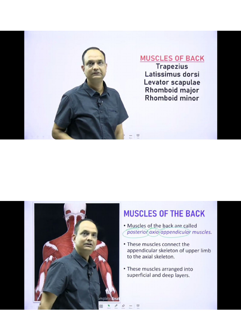 Back Musles | PDF