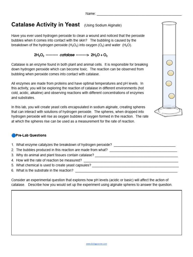 Investigation - Catalase Activity in Yeast (Using Sodium Alginate ...