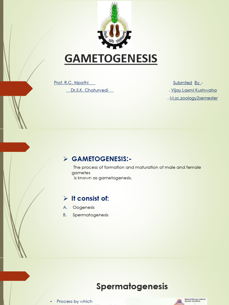 Presentation Topic Is Gametogenesis-1 | PDF