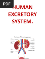 Excretory System | PDF | Urinary System | Kidney