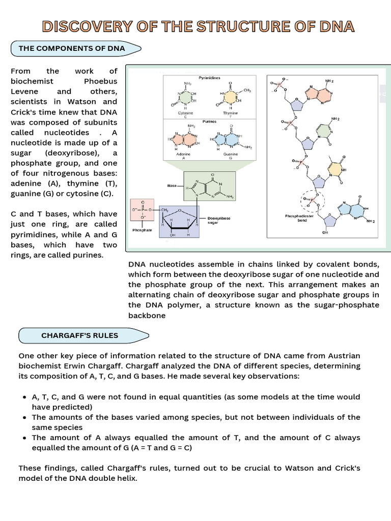Discovery of The Structure of Dna | PDF | Dna Repair | Dna