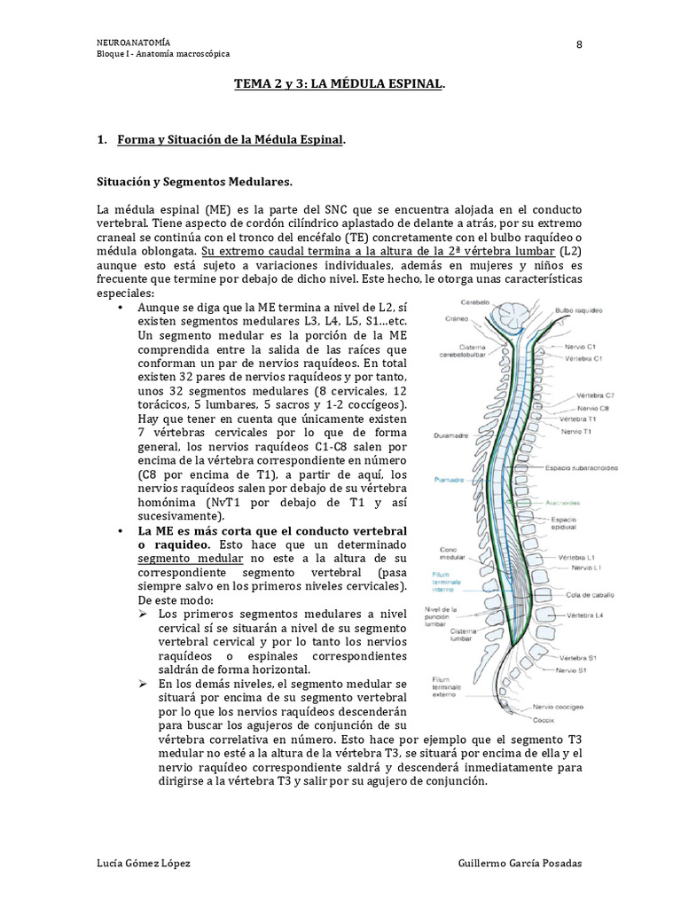 Tema 2 y 3 (ME) | PDF | Médula espinal | Dolor