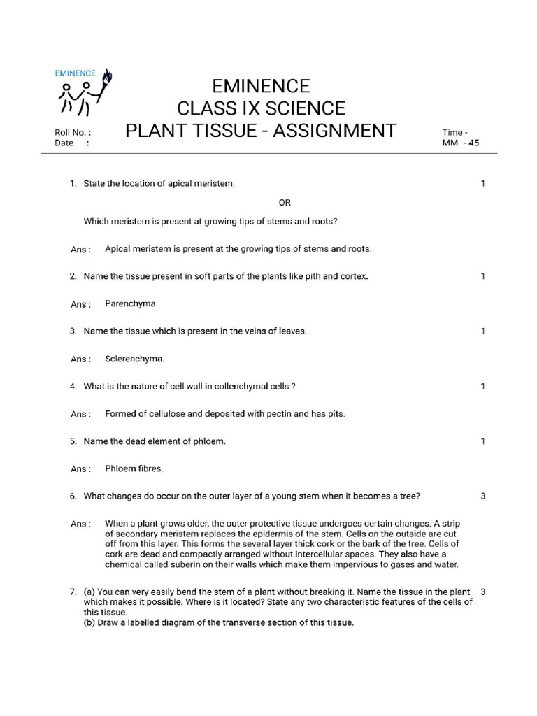 Plant Tissue Assignment | PDF