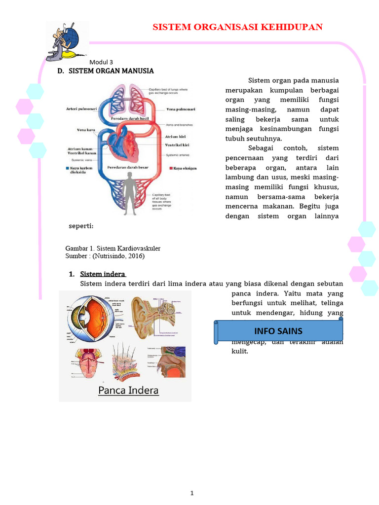 Sistem Organ Manusia dan Fungsinya | PDF