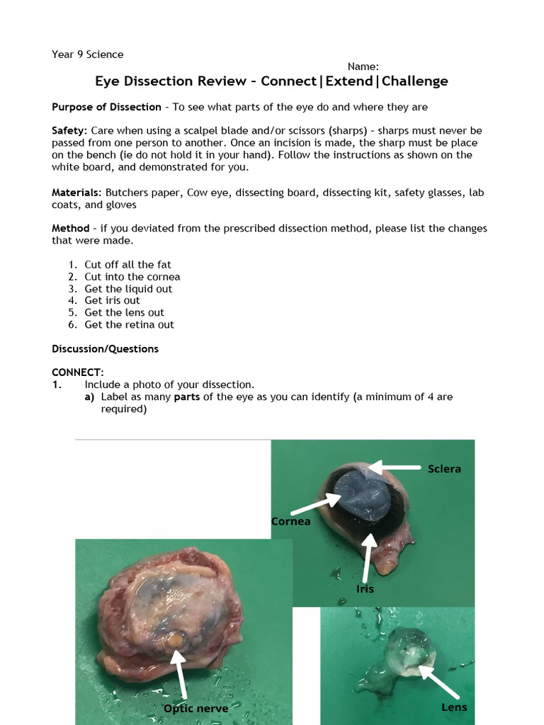 Sc09 1 EyeDissectionReview VTR 2023 | PDF | Eye | Human Eye