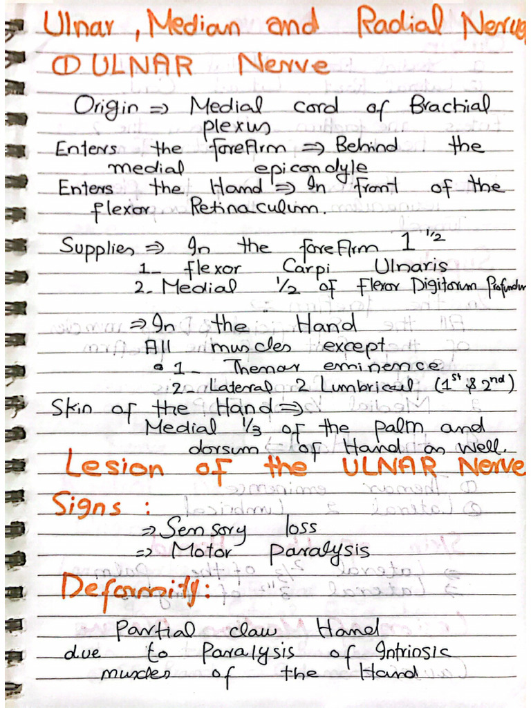 UL Ulnar Median and Radia Nerve | PDF