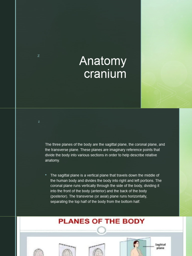Brain Antomy BS | PDF