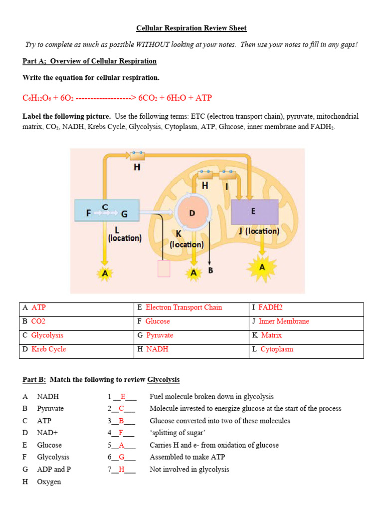 Cellular Respiration Study Guide | PDF | Cellular Respiration ...