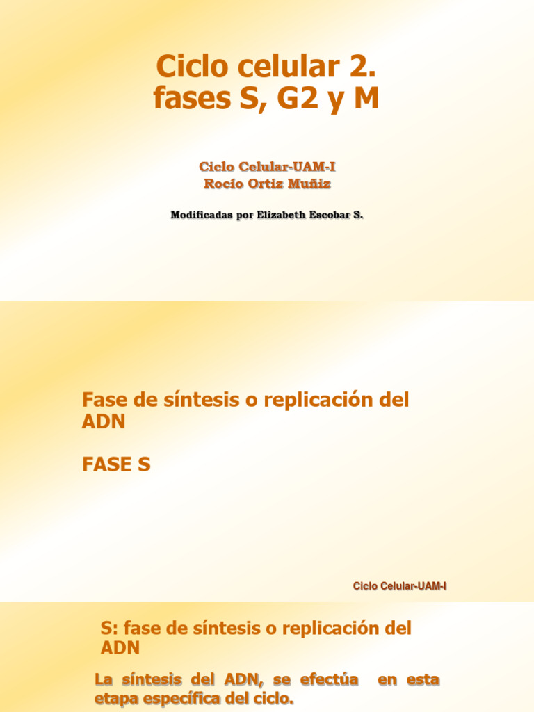 Ciclo Celular 2. S, G2 y M | PDF | Mitosis | Adn