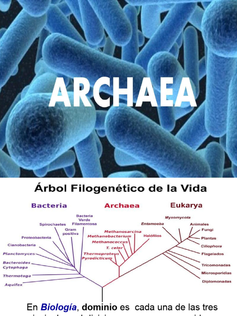ARQUEAS | PDF | Archaea | Las bacterias