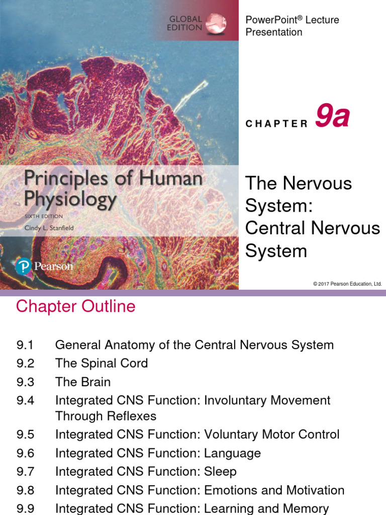 _ch_09a_lecture_presentation | PDF | Central Nervous System | Brainstem