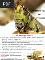 Insect Body Segmentation Explained | PDF | Insects | Arthropodology