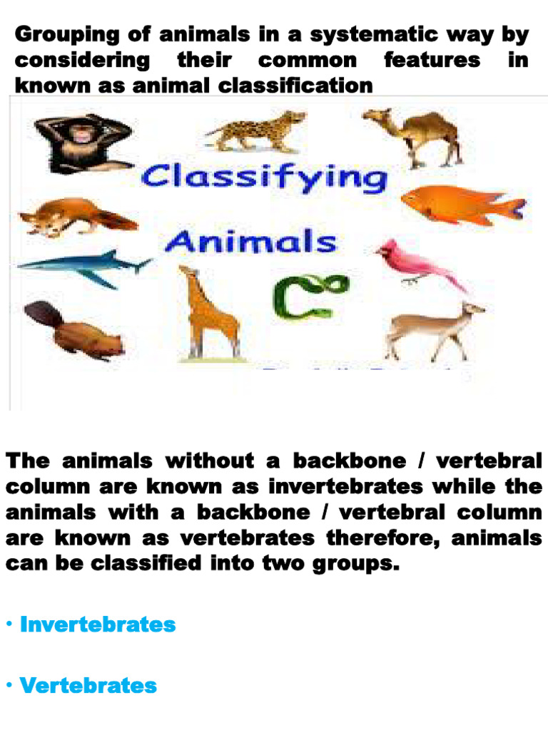 Grade 08 - 2021 - Animal Classification | PDF | Invertebrate | Amphibian