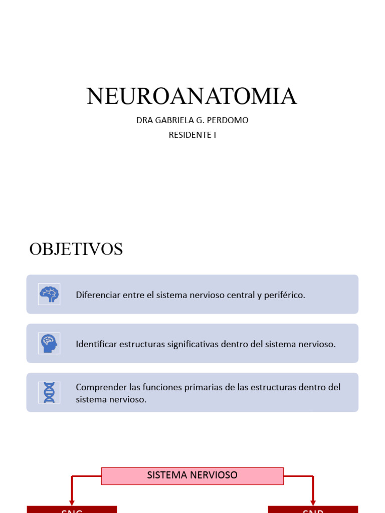 Neuroanatomía: Estructuras y Funciones | PDF | Sistema nervioso central ...
