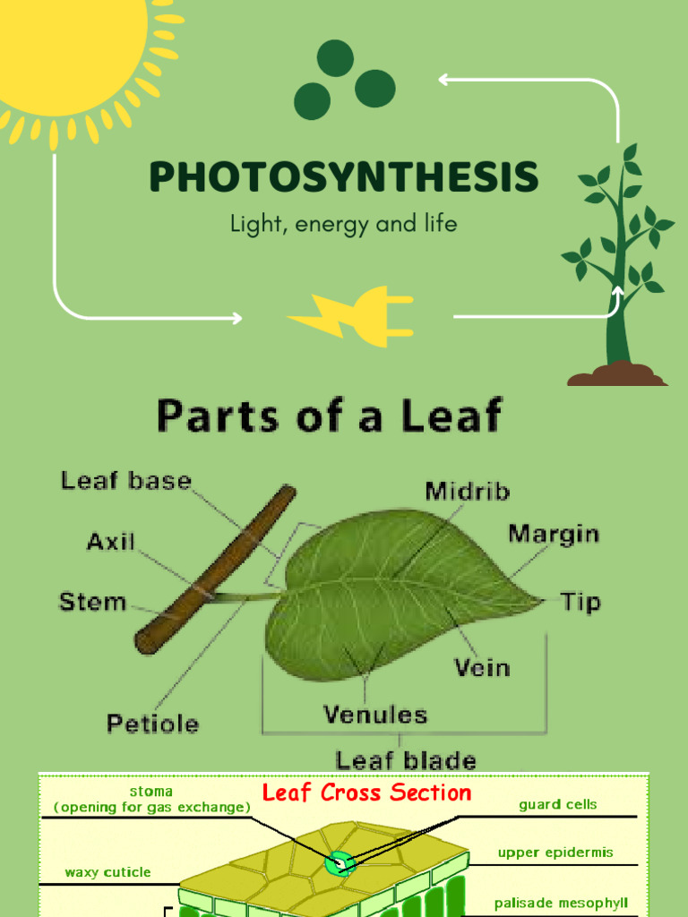 Biology Photosynthesis 10 Class | PDF | Photosynthesis | Stoma