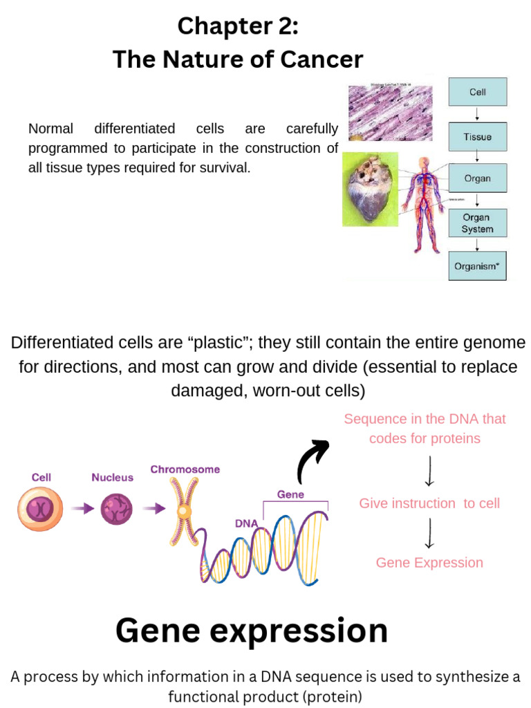 Cancer Pdf Epithelium Cell Biology