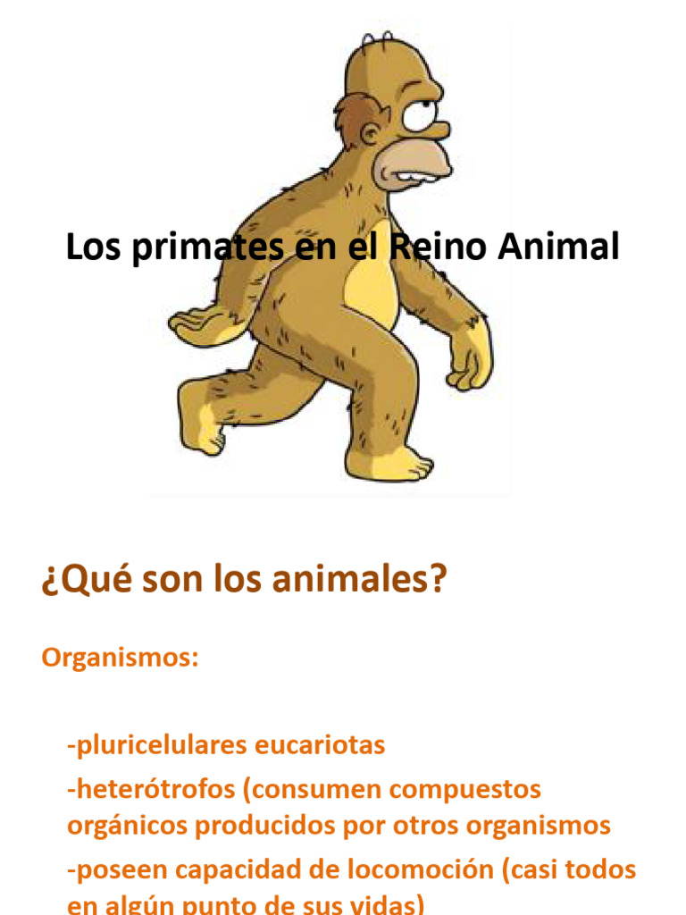 Características y Evolución de Primates | PDF | Humano | Mono