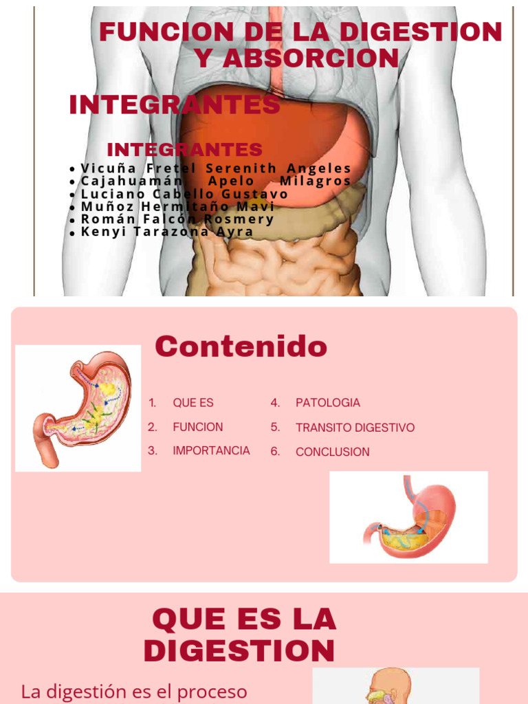 Proceso de Digestión y Absorción Nutriente | PDF | Digestión | Tracto ...