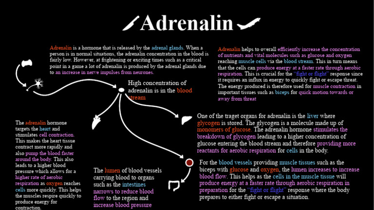 Adrenalin | PDF | Cellular Respiration | Glycogen